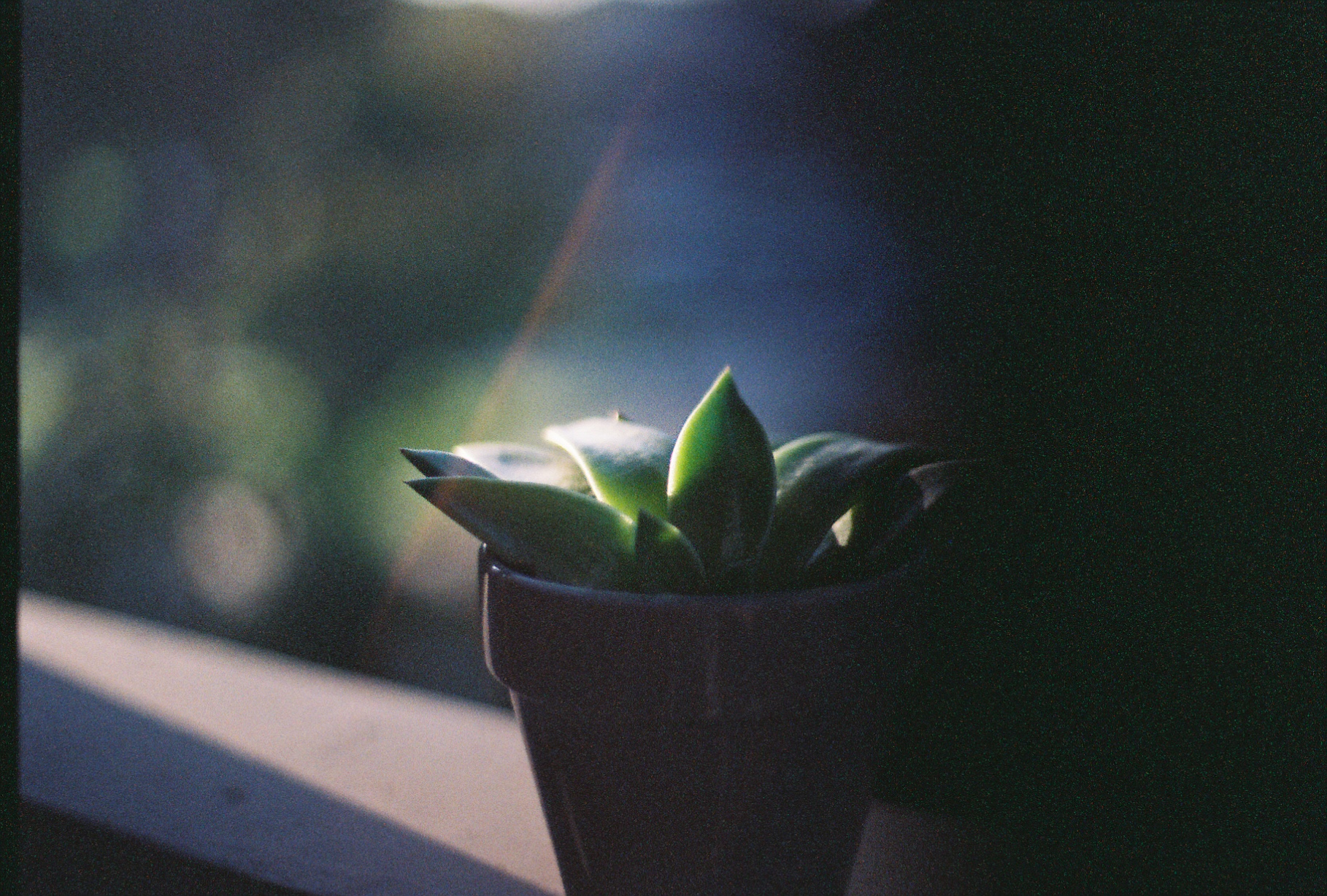 Gratitude – Anniematedly